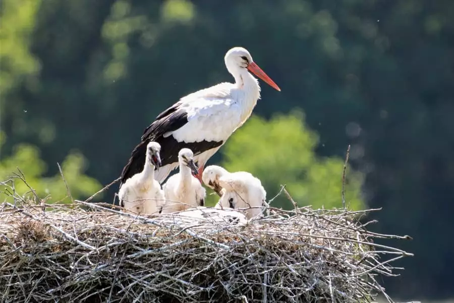 Kukaj.sk ️ | živé prenosy - bociany, medvede, spevavce