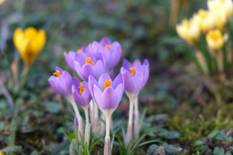 Kto má dnes meniny 2025 🔥︎ meninový kalendár SK / ČR