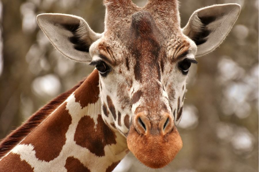 Győr ZOO ️ trasa, otváracie hodiny, vstupné, program