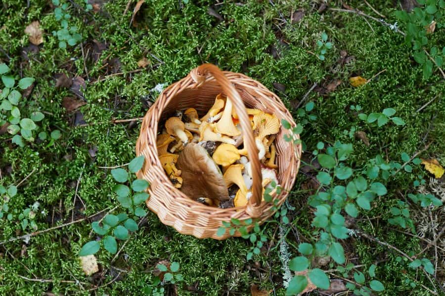 Kam na huby západné, stredné a východné Slovensko